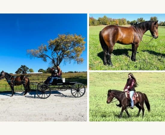 Jamie Thomason Archives - Thehorsebay.com