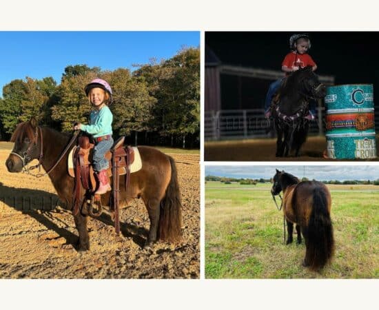 Jamie Thomason Archives - Thehorsebay.com