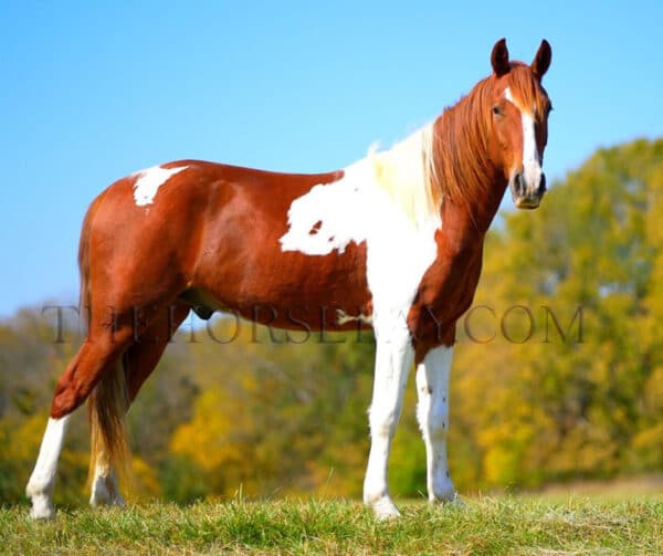Red Hot Spot | Thehorsebay.com