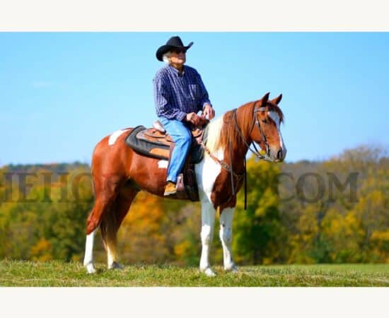 Larry Stevens Archives - Thehorsebay.com