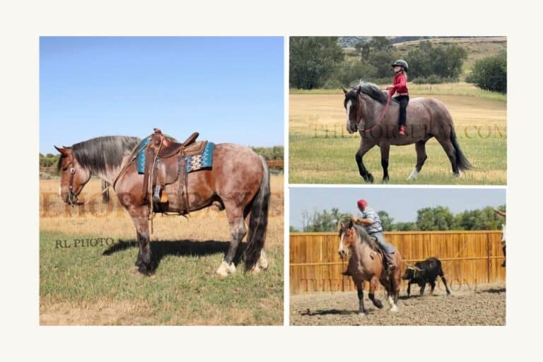 Roanin Mywhiskey "Theo" | Thehorsebay.com