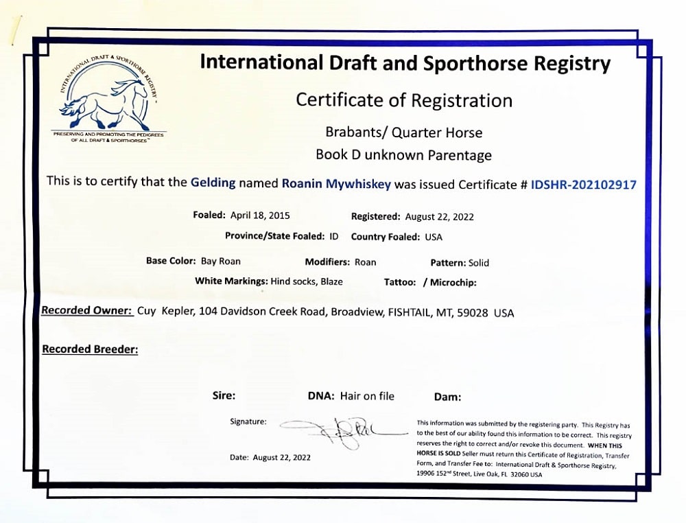 Roanin Mywhiskey "Theo" | Thehorsebay.com