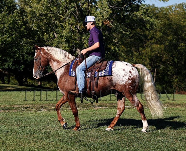 Cowboy Cadillac | Thehorsebay.com