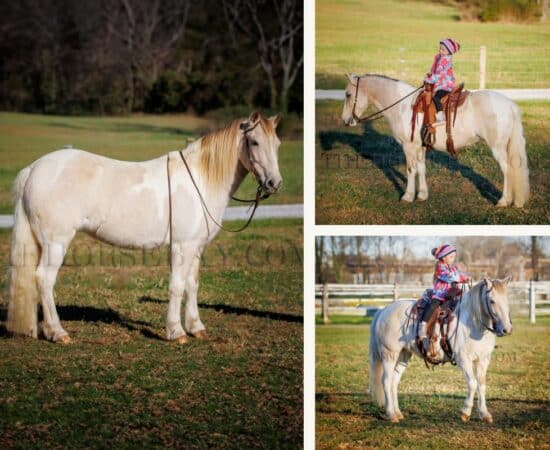 Jamie Thomason Archives - Thehorsebay.com