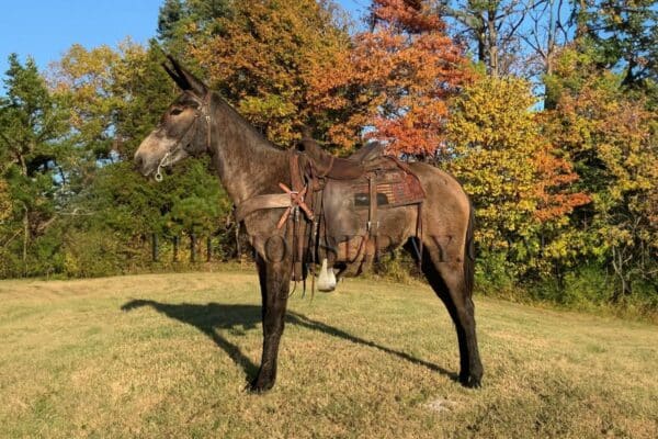 Ada | Thehorsebay.com