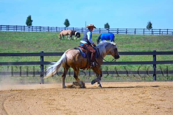 Maverick | Quarter Horse and Draft Horse Cross | Thehorsebay.com