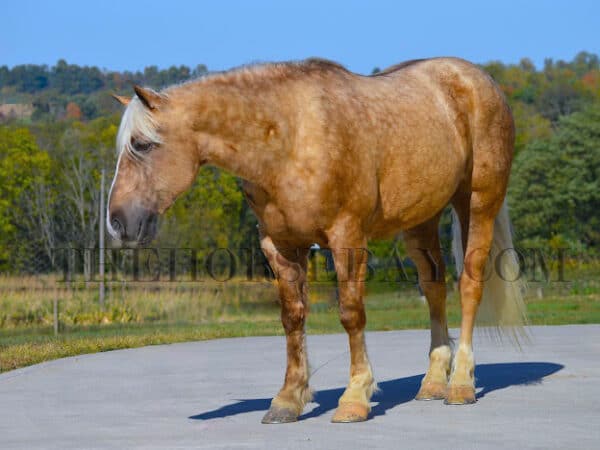 Maverick | Quarter Horse and Draft Horse Cross | Thehorsebay.com