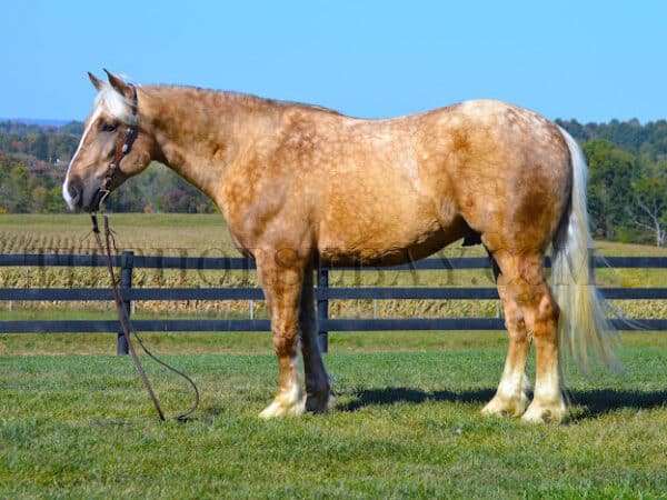 Maverick | Quarter Horse and Draft Horse Cross | Thehorsebay.com