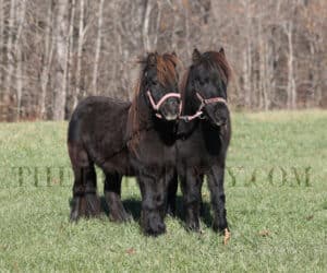 Andy and Opie | Gelding ponies for sale | Thehorsebay.com