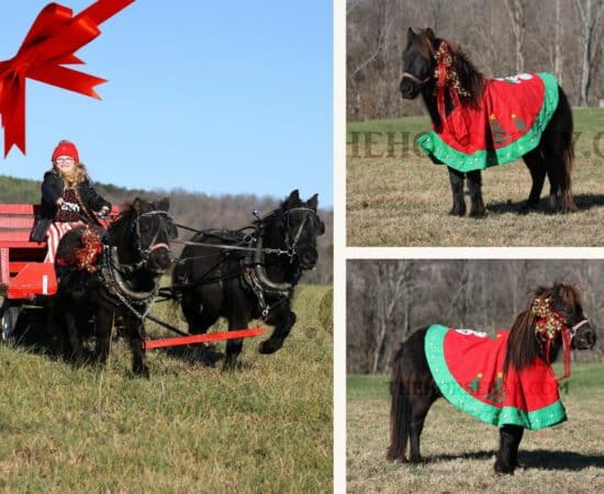 Jacob Glover Archives - Thehorsebay.com