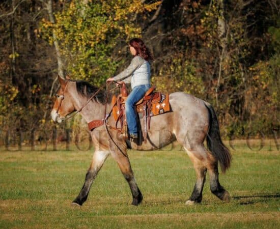 Jamie Thomason Archives - Thehorsebay.com