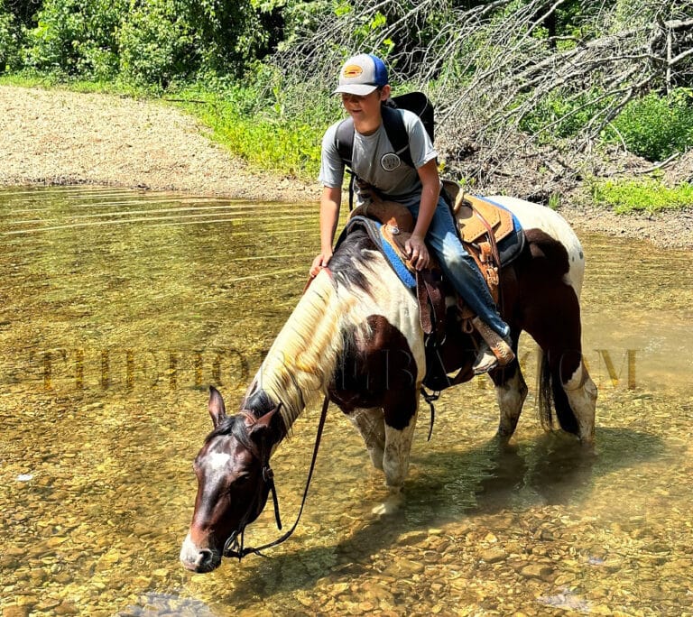 Jinx | Thehorsebay.com