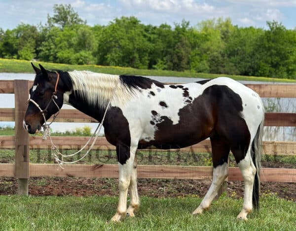 Jinx | Thehorsebay.com