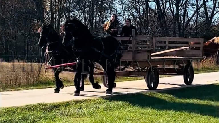 Fritz P’s Jolene “Jolene” | Thehorsebay.com