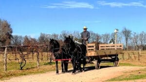 Fritz P’s Jolene “Jolene” | Thehorsebay.com