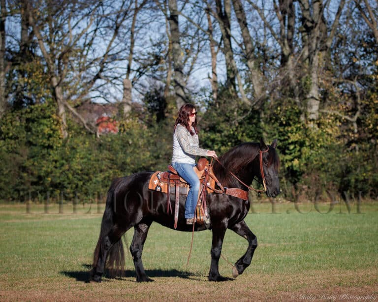 Fritz P’s Jolene “Jolene” | Thehorsebay.com
