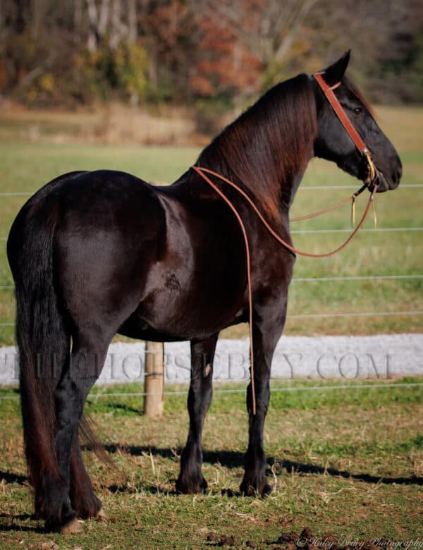 Fritz P’s Jolene “Jolene” | Thehorsebay.com