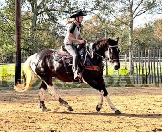 Nora Stevens Archives - Thehorsebay.com