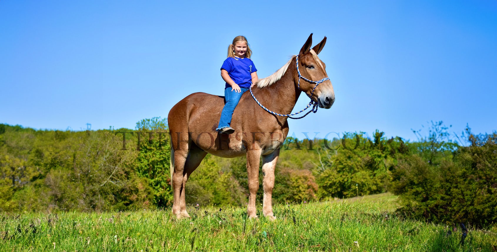 Mules for Sale | Thehorsebay.com