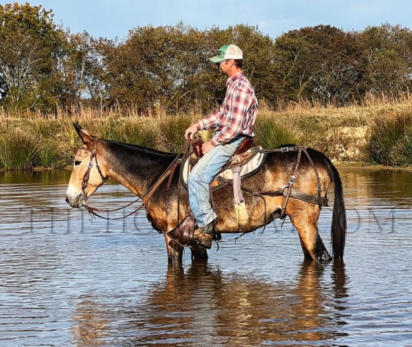 Sulley | Thehorsebay.com