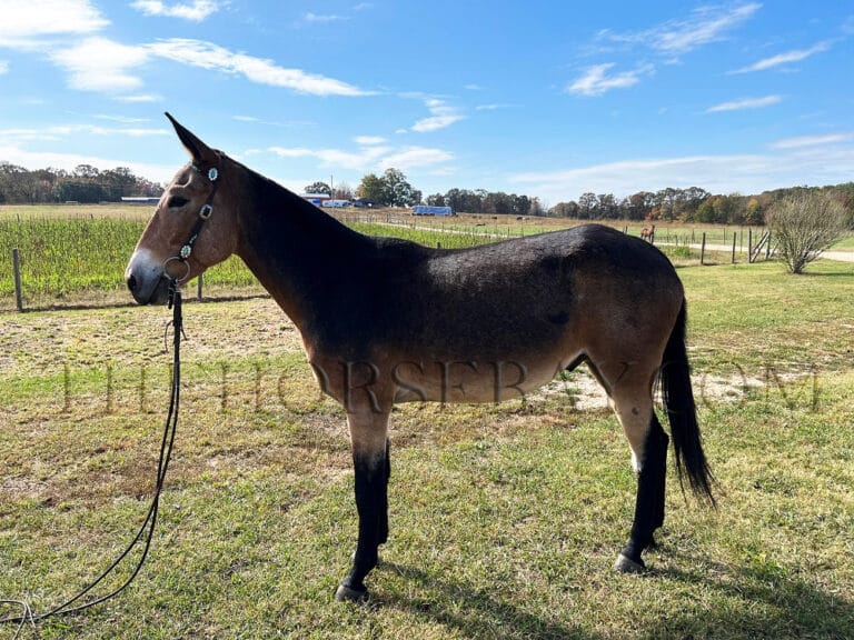 Sulley | Thehorsebay.com