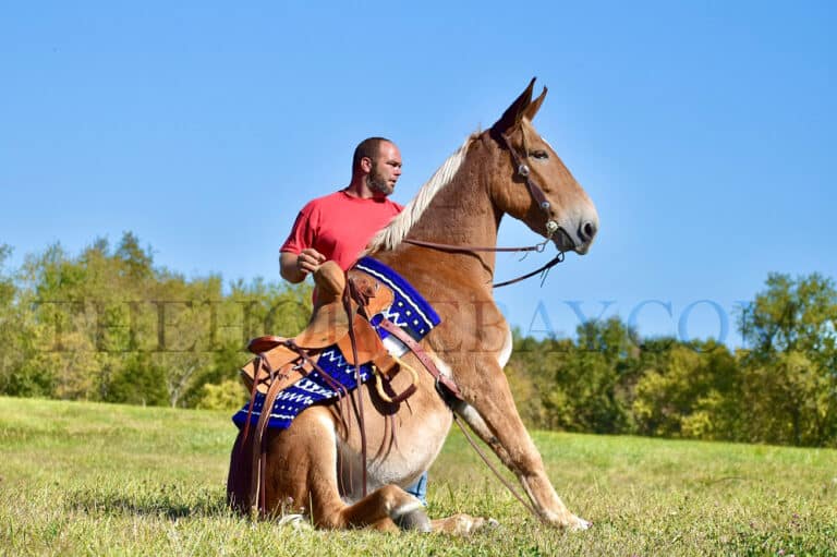 Opie | Thehorsebay.com