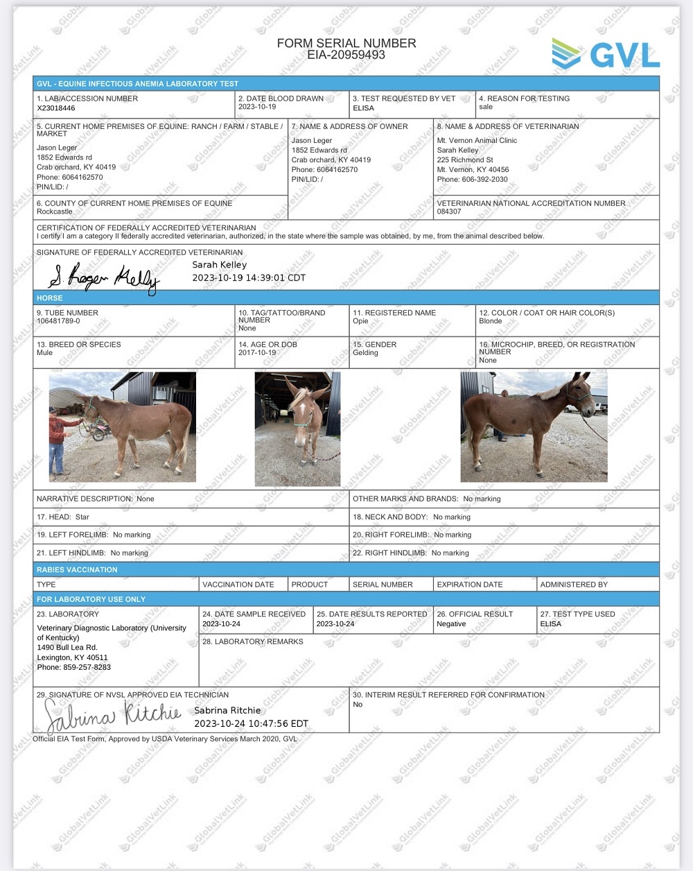 Opie | Thehorsebay.com