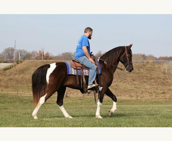 Jacob Glover Archives - Thehorsebay.com