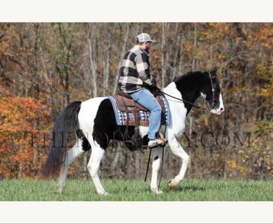 Jacob Glover Archives - Thehorsebay.com