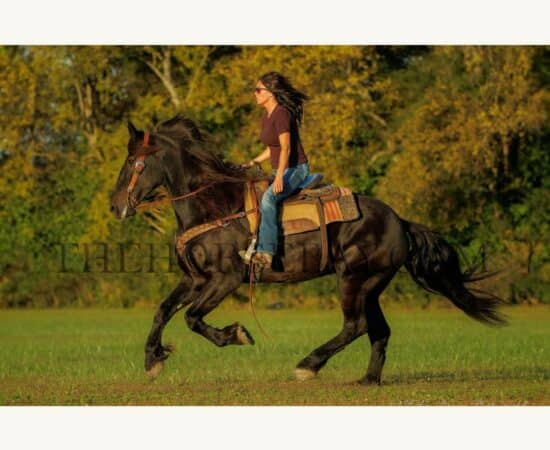 Jamie Thomason Archives - Thehorsebay.com