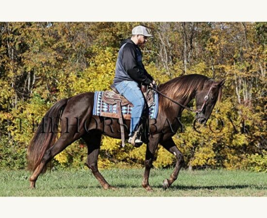 Jacob Glover Archives - Thehorsebay.com