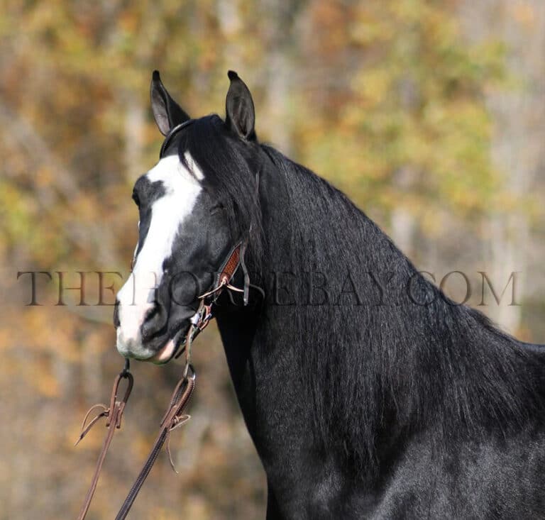 Casanova | Thehorsebay.com