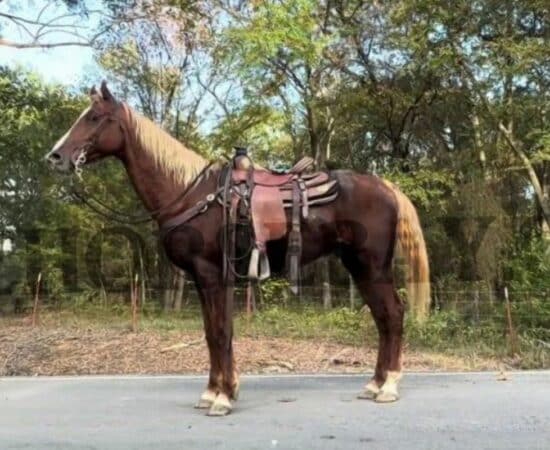 Xavier and Miranda Burton Archives - Thehorsebay.com