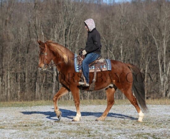 Trevor Patrick Archives - Thehorsebay.com