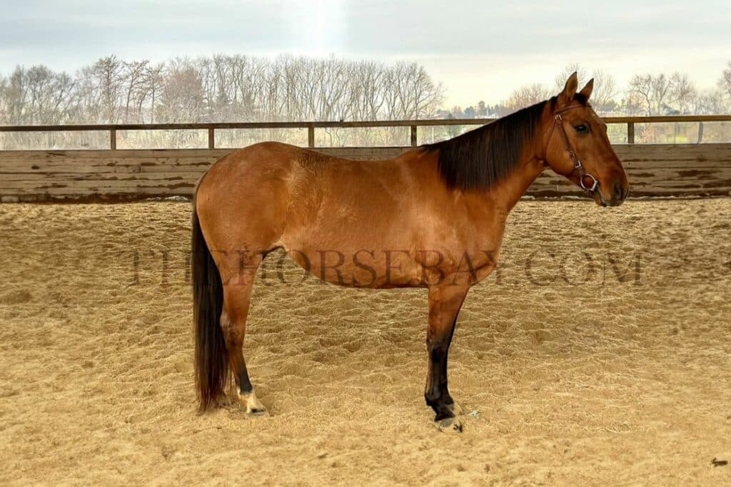 Horses Sold Archives - Page 9 of 98 | Thehorsebay.com