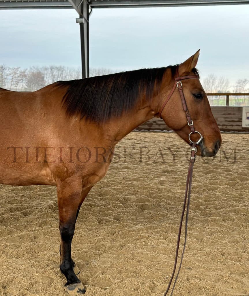 Shesa Travelin Rebel "Dunnie" | Registered Quarter-Horse | Thehorsebay.com