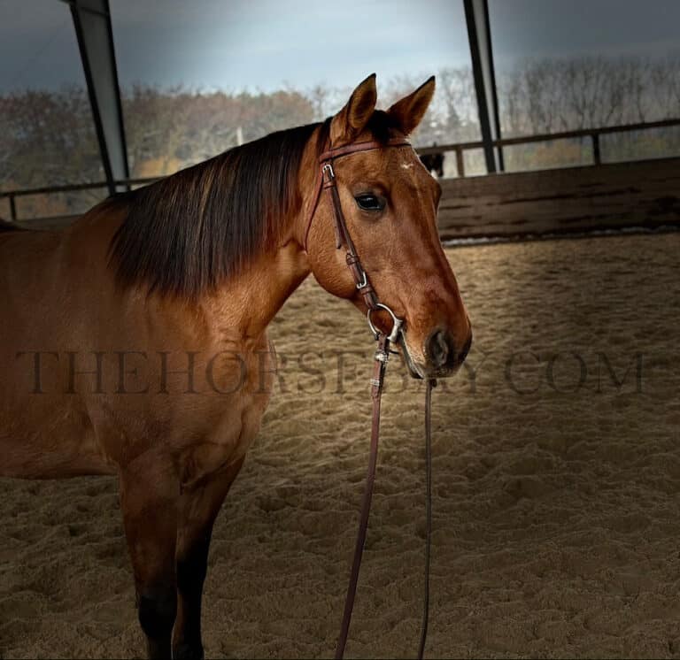 Shesa Travelin Rebel "Dunnie" | Registered Quarter-Horse | Thehorsebay.com
