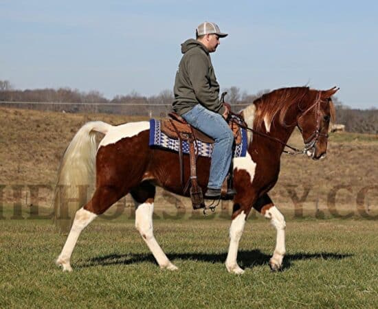 Jacob Glover Archives - Thehorsebay.com