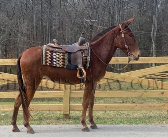 Bradley Howard Archives - Thehorsebay.com