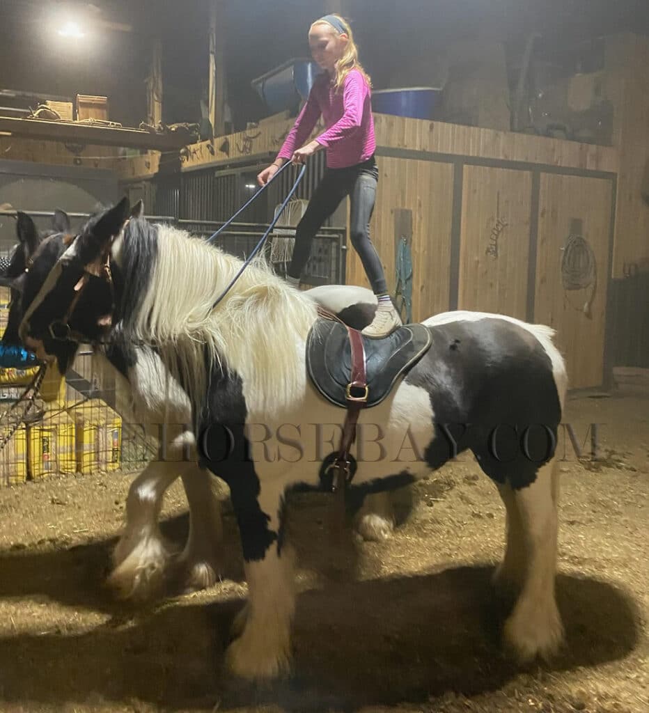 Gypsy Park Feathers "Luna" | Gypsy Vanner for Sale | Thehorsebay.com