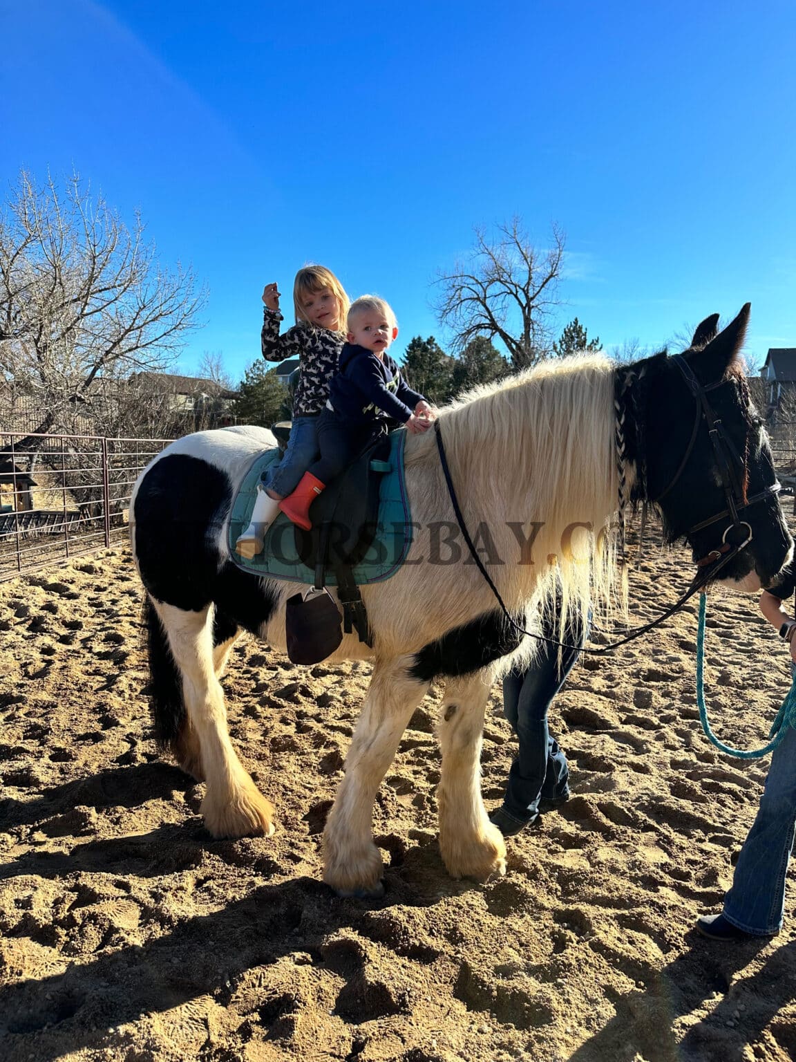 Gypsy Park Rose Of Tralee "Georgia" | Gypsy Vanner Mare | Thehorsebay.com