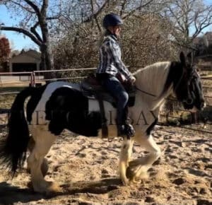 Gypsy Park Rose Of Tralee "Georgia" | Gypsy Vanner Mare | Thehorsebay.com