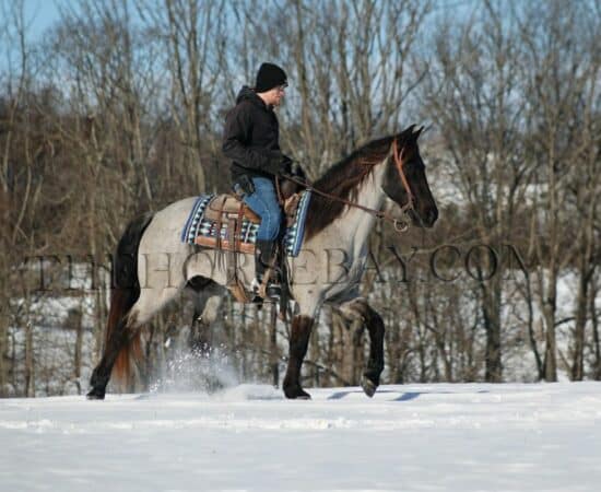 Trevor Patrick Archives - Thehorsebay.com