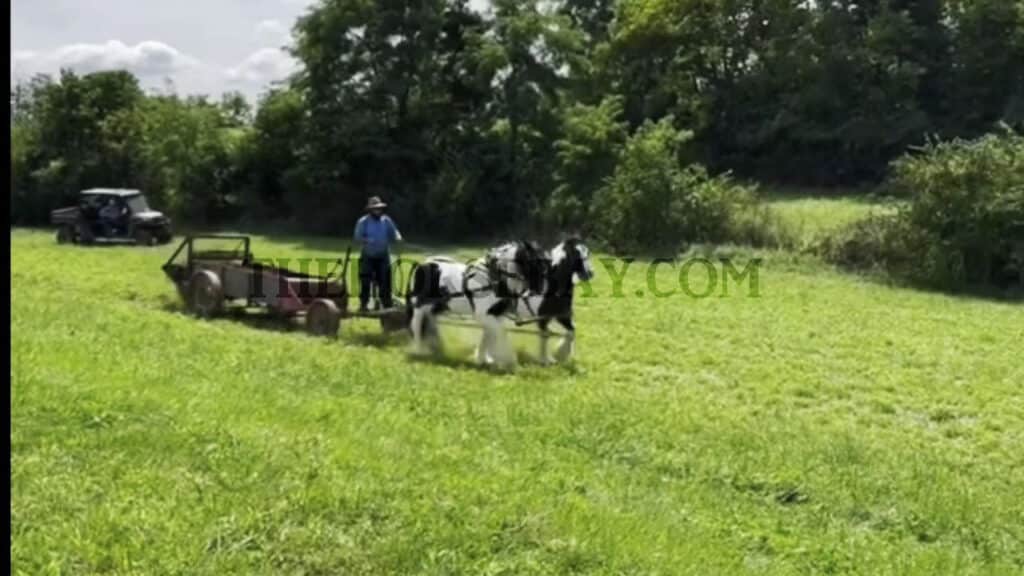 Gypsy Park Rose Of Tralee "Georgia" | Gypsy Vanner Mare | Thehorsebay.com