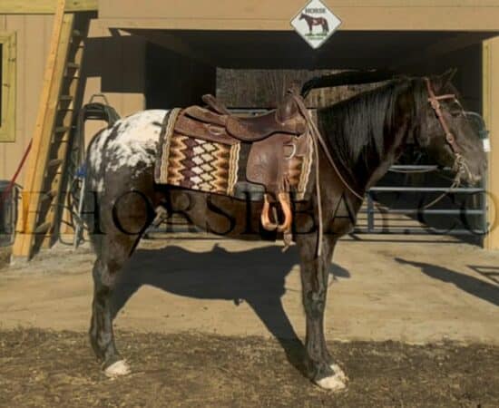 Bradley Howard Archives - Thehorsebay.com