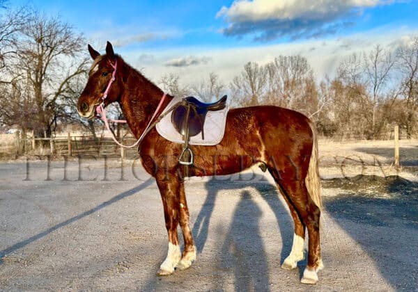 Hersheys Kiss | Dutch Harness Horse for Sale | Thehorsebay.com