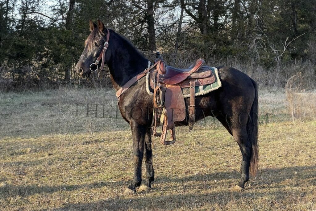 Horses Sold Archives - Page 11 of 101 | Thehorsebay.com