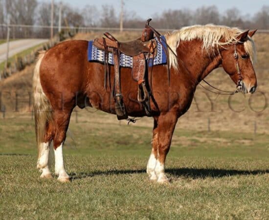 Trevor Patrick Archives - Thehorsebay.com