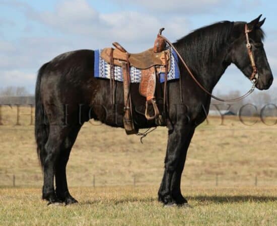 Trevor Patrick Archives - Thehorsebay.com