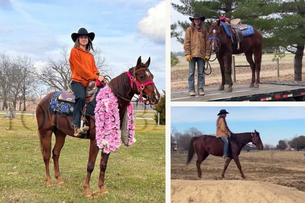 Horses Sold Archives - Page 6 of 95 | Thehorsebay.com